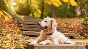 Golden Retriever Coat Stages [EXPLAINED] - Retriever Paws